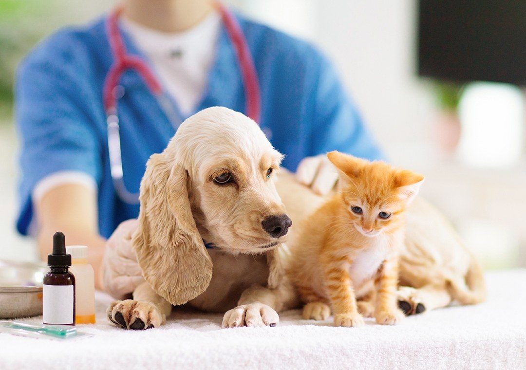 Pharmacy VIP Petcare pharmacy-vip-petcare