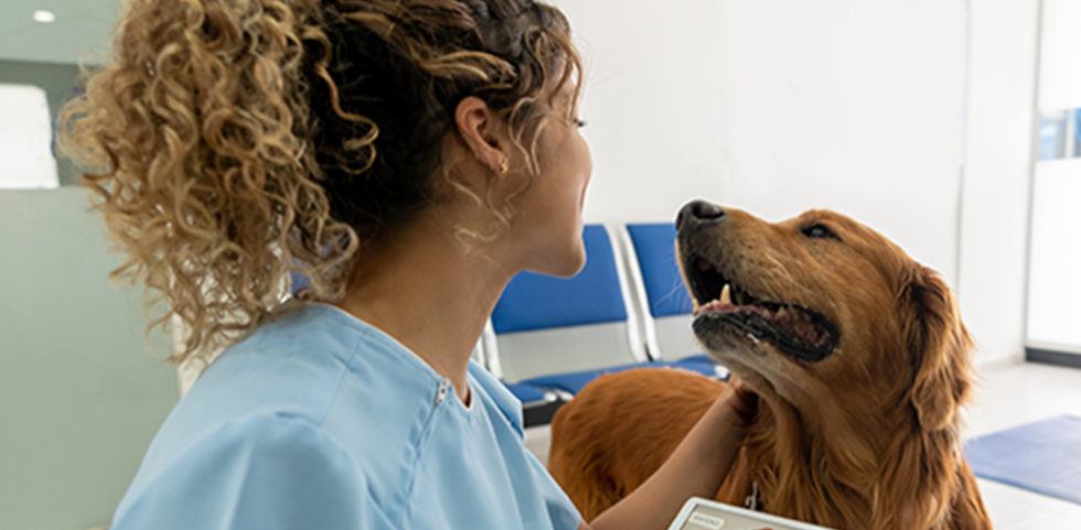About VIP Petcare Wellness Centers | VIP Petcare