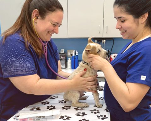 About VIP Petcare Wellness Centers | VIP Petcare