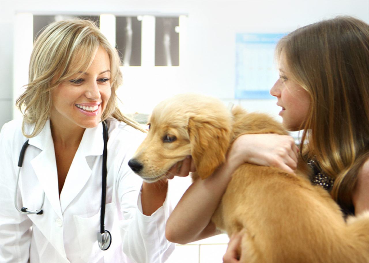 Veterinarian Standards of Care | VIP Petcare