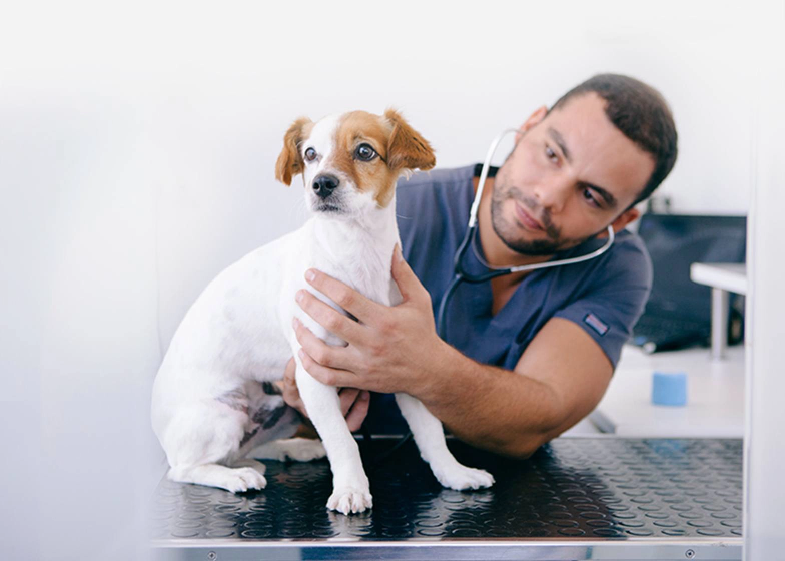 Full-Time Vets | VIP Petcare