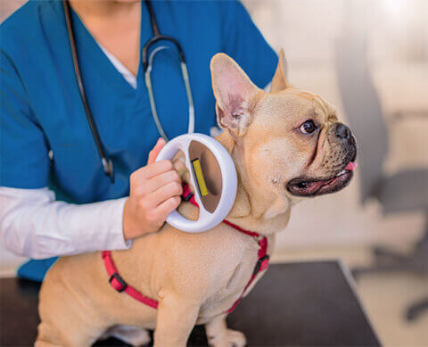 Affordable Pop-up Vet Clinics | VIP Petcare