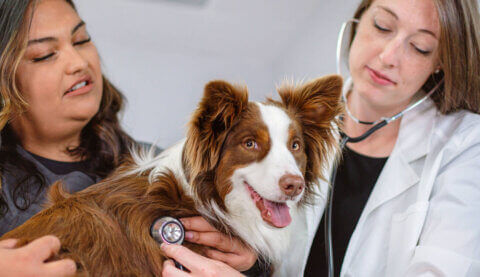 Your Pet Is Our Priority | VIP Petcare