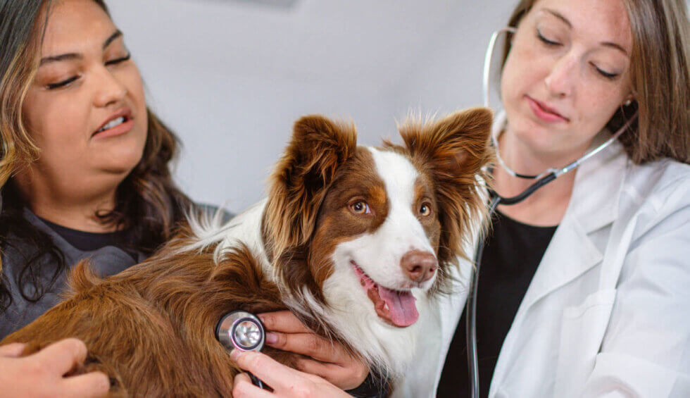 Your Pet Is Our Priority | VIP Petcare