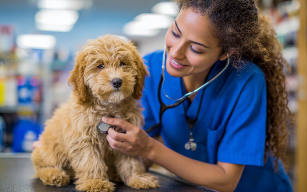 Affordable Veterinary Care Idaho | VIP Petcare